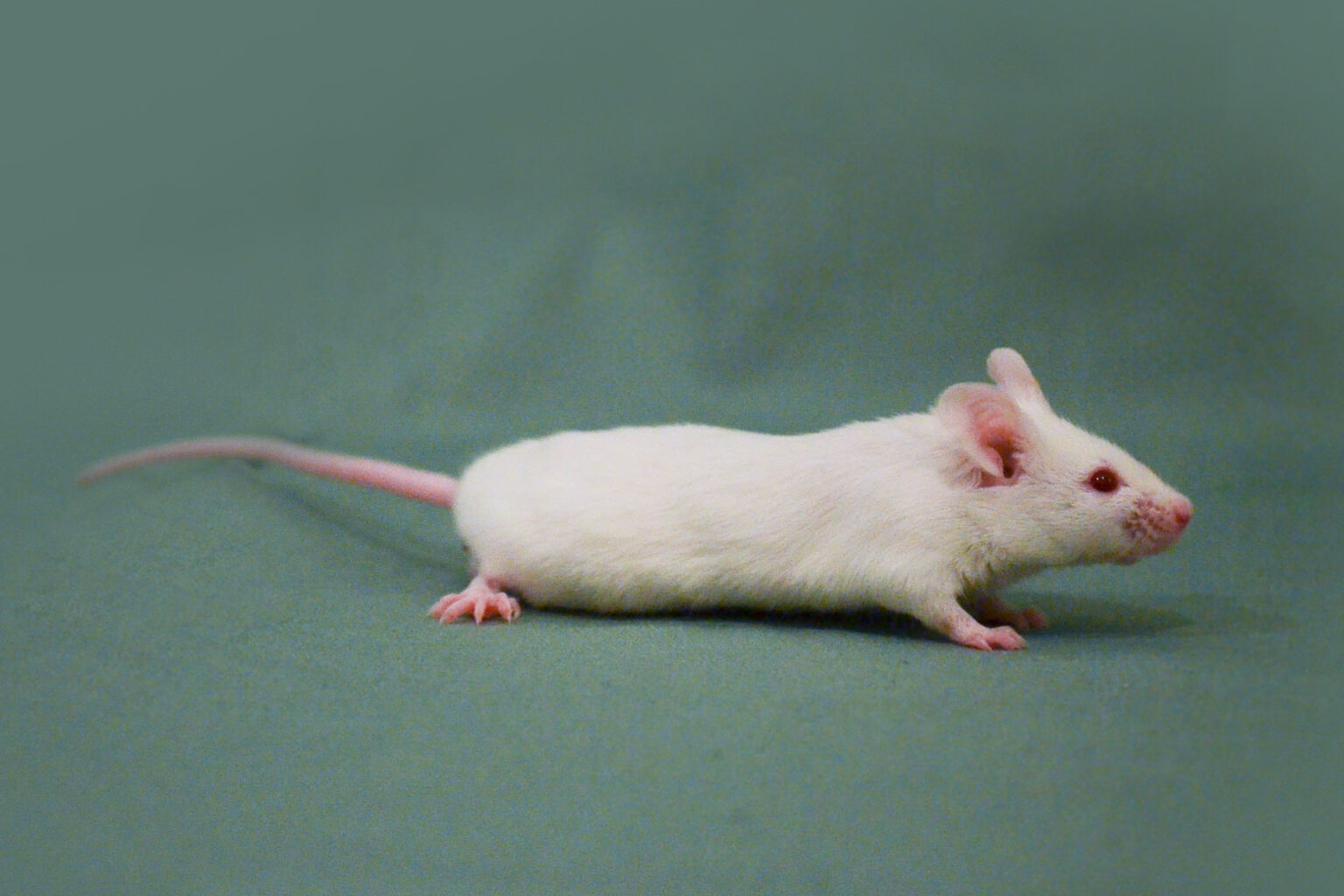 Animal Breeding – Centre of Experimental Medicine of the SAS