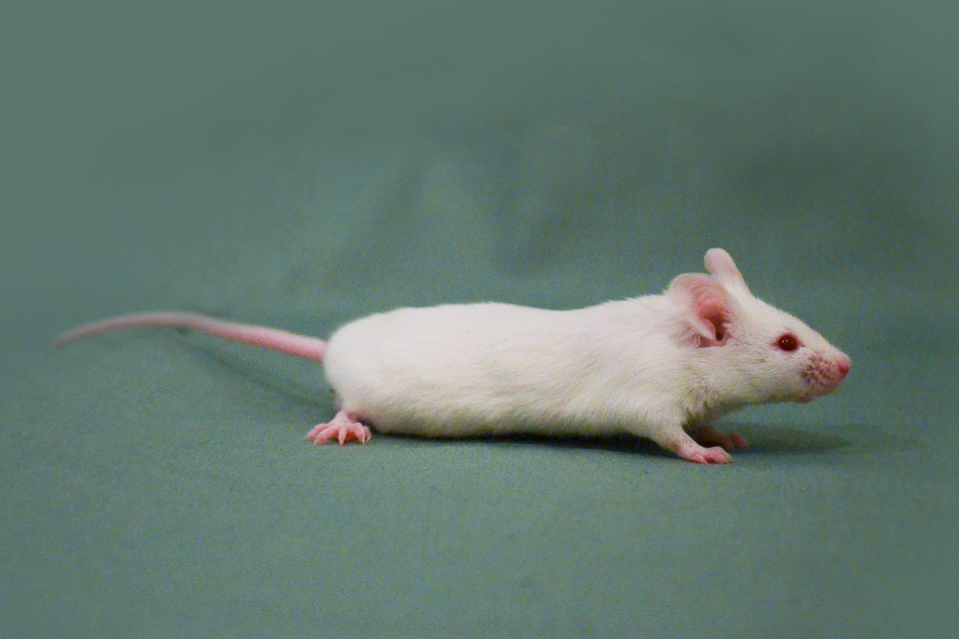 Animal Breeding – Centre of Experimental Medicine of the SAS