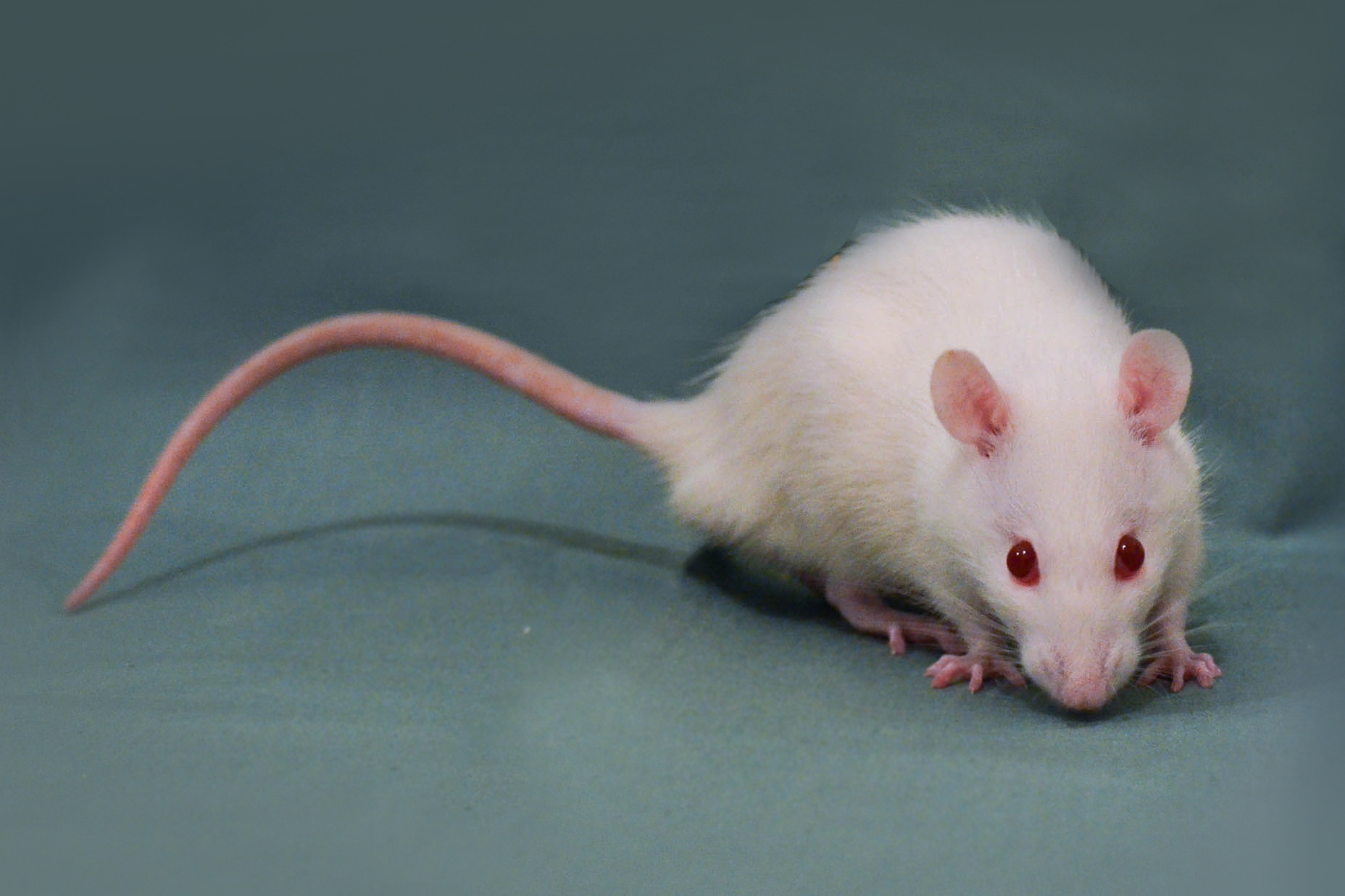 Animal Breeding – Centre of Experimental Medicine of the SAS