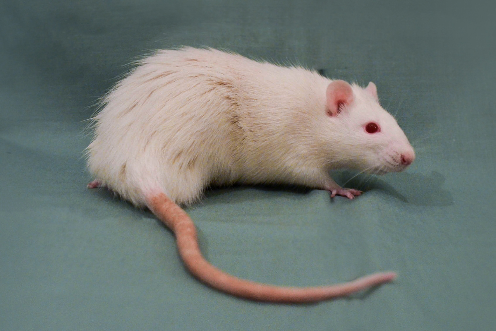 Animal Breeding – Centre of Experimental Medicine of the SAS