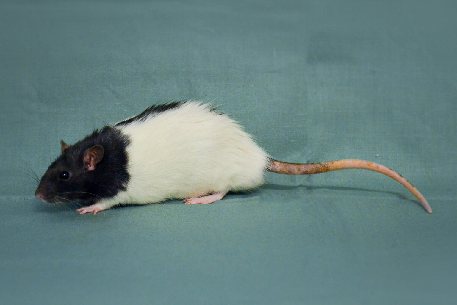 Animal Breeding – Centre of Experimental Medicine of the SAS